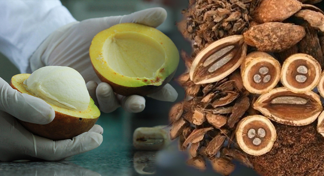 Bacuri e cupuaçu no combate às disfunções inflamatórias – Revista ...